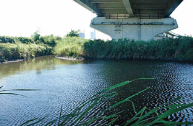 Minuma Tanbo Shutoko Biotope|shuto-E-co